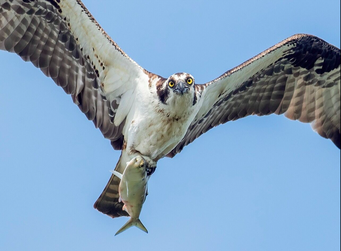 Explore Maryland: Osprey festival on tap this weekend | Entertainment ...