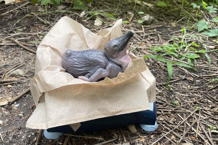 Northern ground hornbill chick hatches at Maryland Zoo | Life | stardem.com