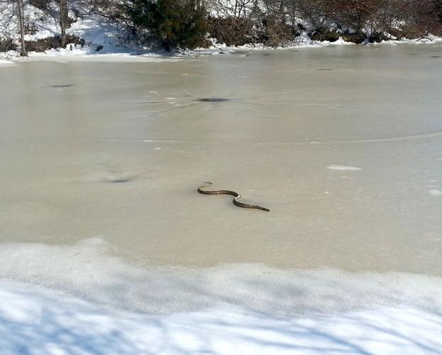 Snake makes a rare winter appearance | Local | stardem.com