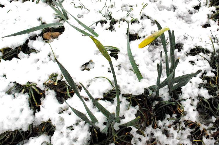 Snow Scenes from Denton | Local | stardem.com