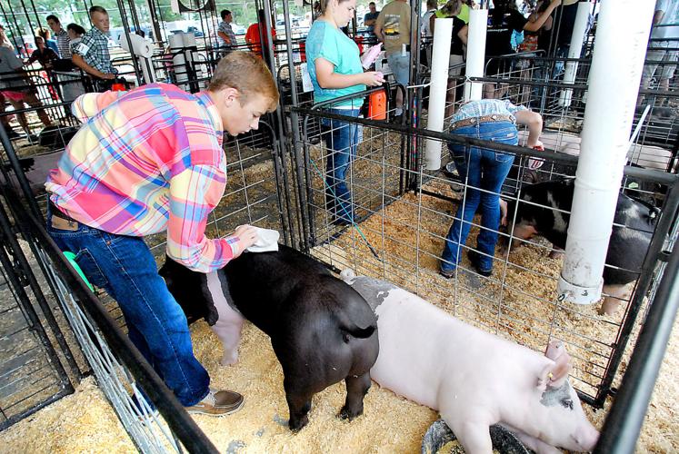 More show hogs at the fair this year | Local | stardem.com