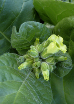 The Roots of the “Sot Weed” | Life | stardem.com