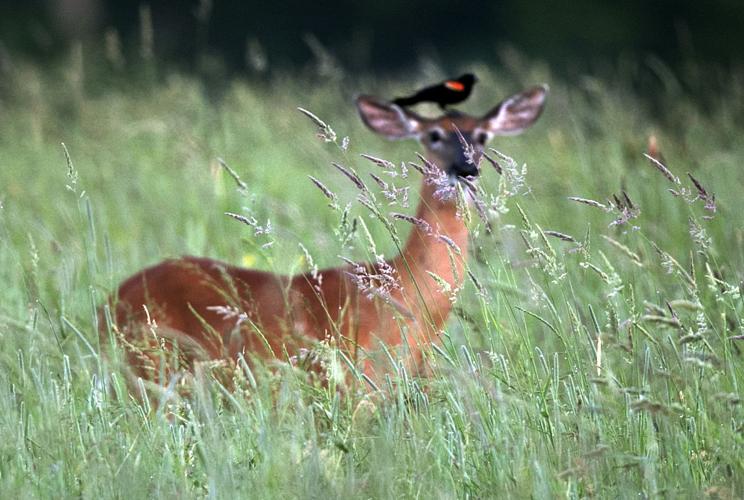 Deer Summit sets stage to address white-tailed deer problem | Local ...