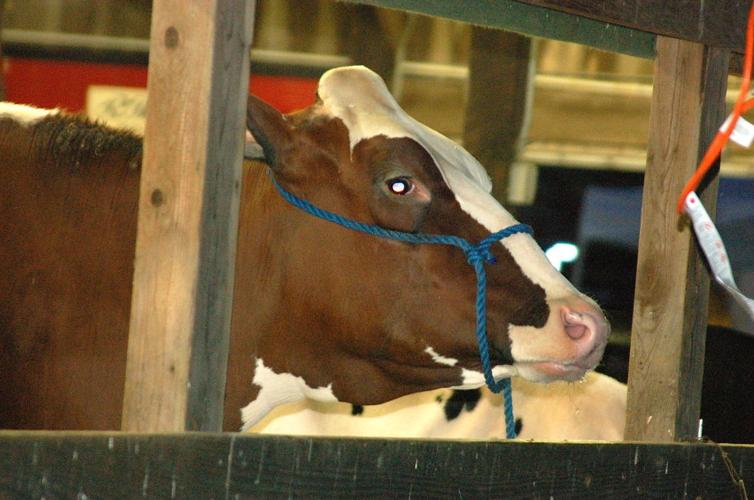 Queen Anne's County Fair — Animals | Featured | stardem.com