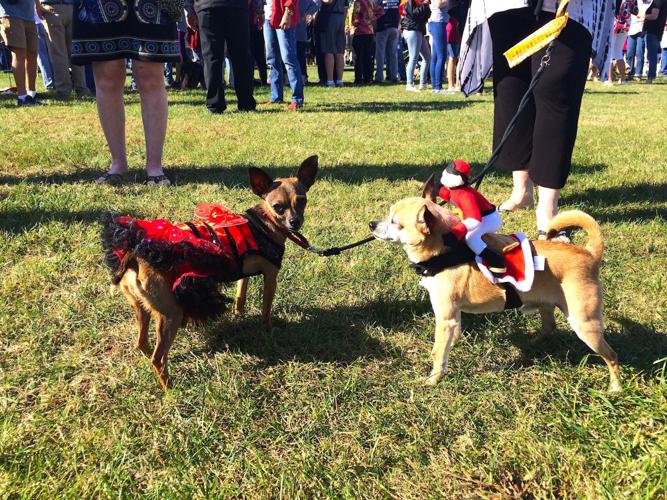 Dog-gone good time at the Jack Russell races | Local | stardem.com