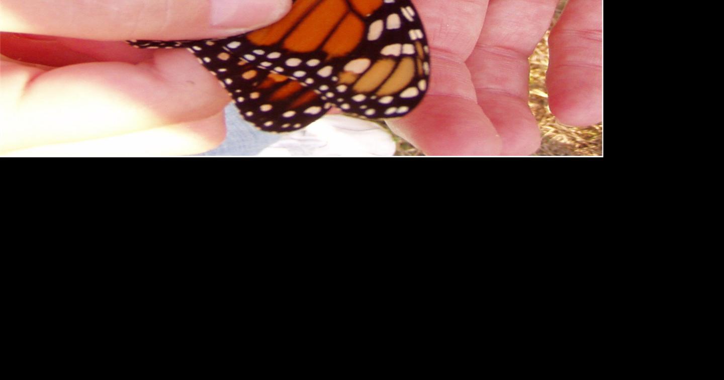 Learn about butterflies in 'Magnificent Monarchs' workshop | Life ...