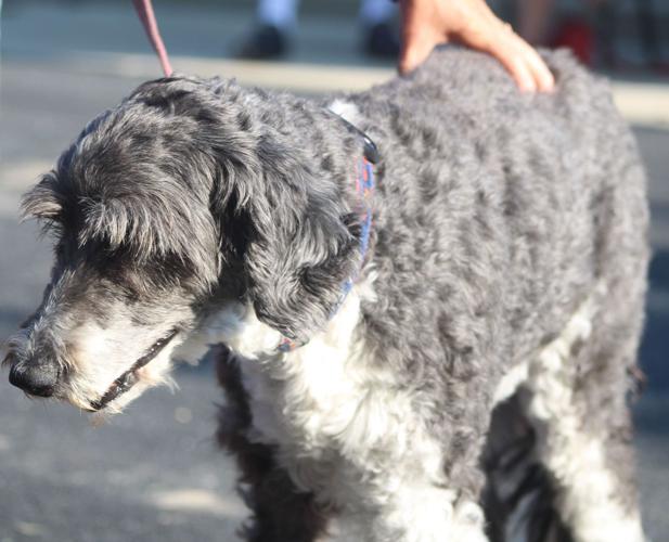 Oxford residents come together, enjoy heartwarming dog parade | Life ...