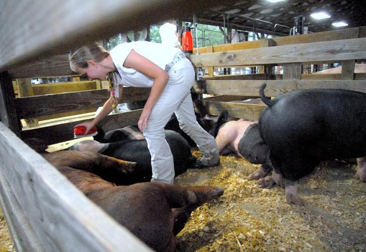 Pigs parade for the judges | Photos | stardem.com