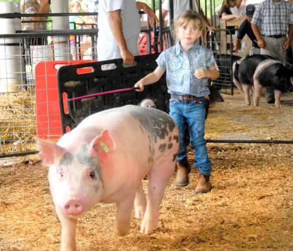 Pigs parade for the judges | Photos | stardem.com