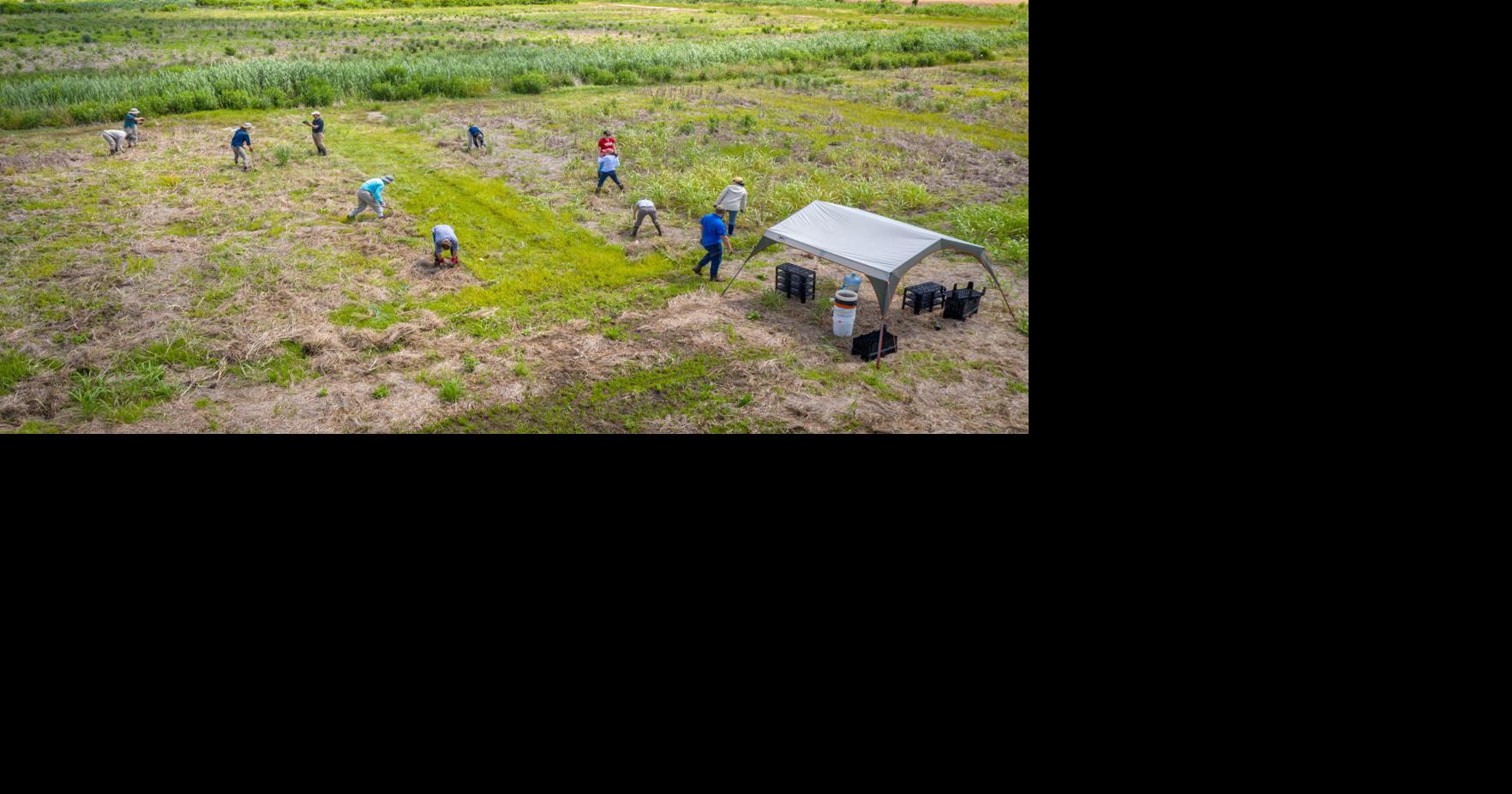 Study to target saltwater intrusion problem | Environment | stardem.com