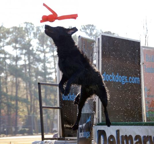 Pooches get 'big air' in Dockdogs contest | Waterfowl Festival ...