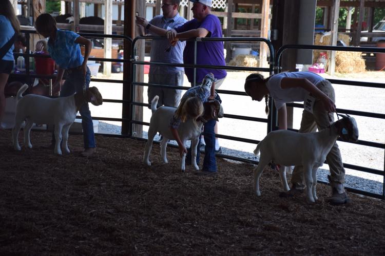 Talbot County Fair Goat Show 2016 | Photos | stardem.com