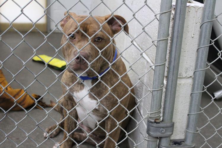 Talbot Humane shares promising data, plans for a new shelter | Local | stardem.com