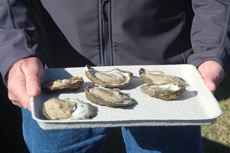 Hundreds attend OysterFest at Chesapeake Bay Maritime Museum | Local ...