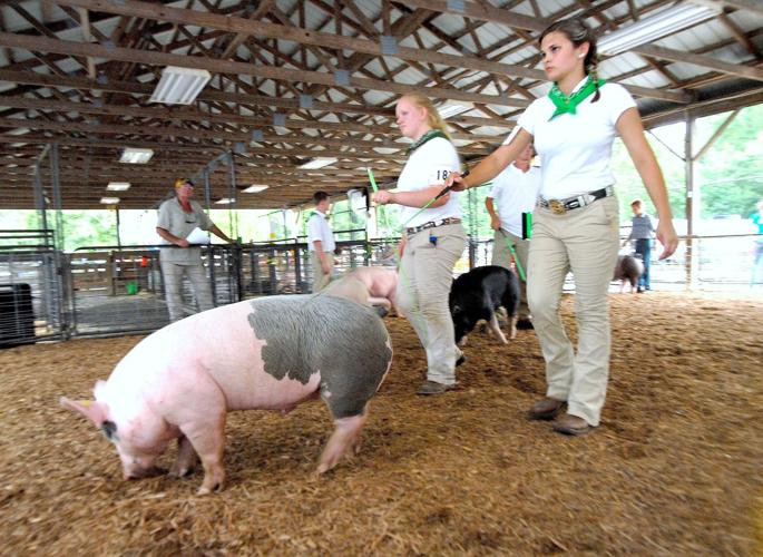 Pigs keep cool at the Market Hog Show | Local | stardem.com