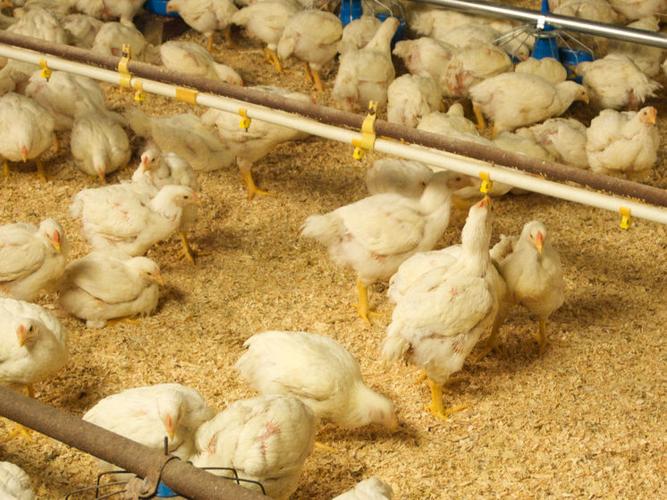 Court ruling affirms Md. chicken farm permits are legal and effective ...