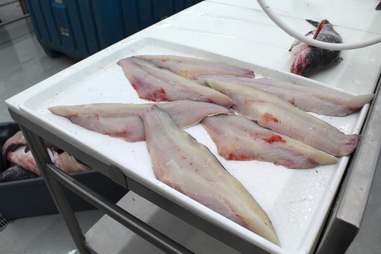 Nick Hargrove keeps busy as the only Shore blue catfish processor ...