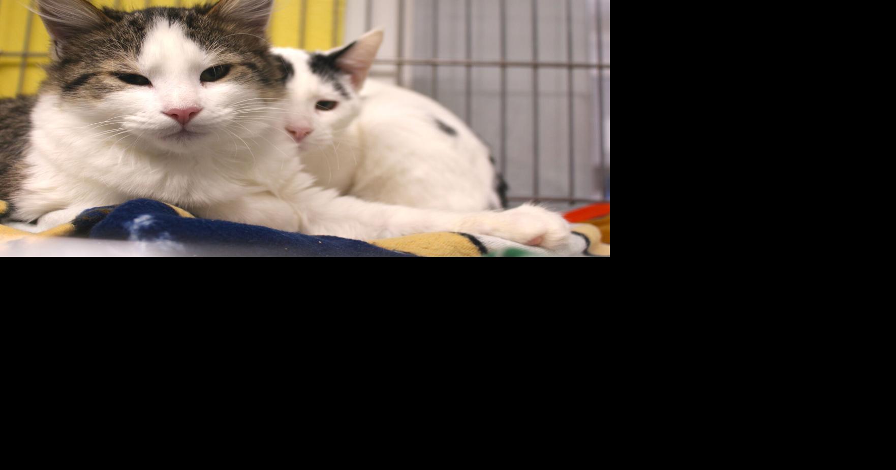 Want to gift a pet? Humane Societies offer options to help keep animals ...