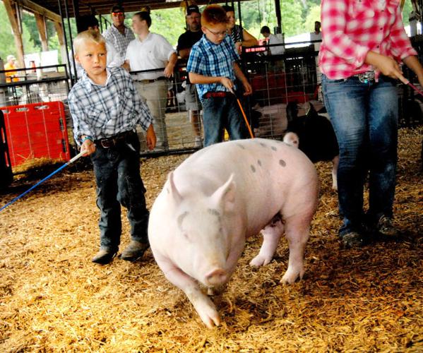 Talbot County Fair Market Hog Show | Photos | stardem.com
