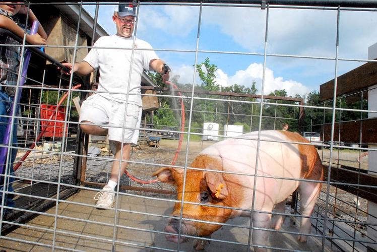 A squealing good time at the Market Hog Show | Photos | stardem.com
