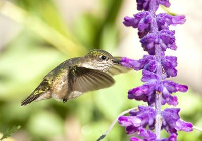 West coast hummingbird seen near Easton since late October | Local ...