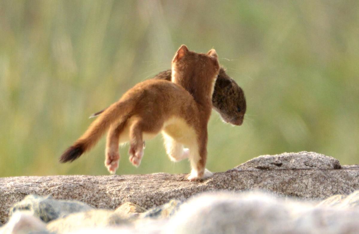 Weasels: A boogle of beasties | Environment | stardem.com