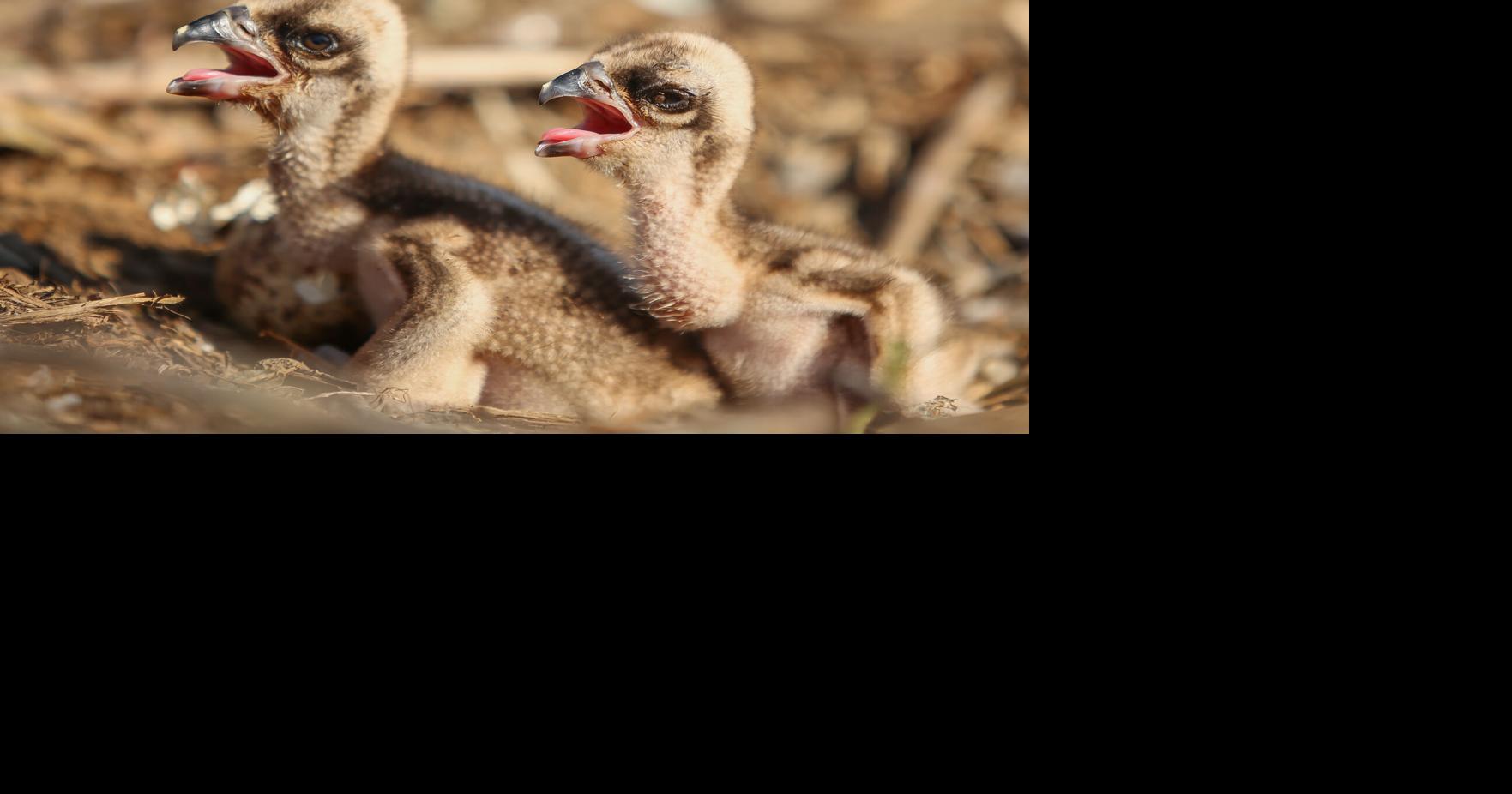 Will osprey chicks get enough to eat this year? Hear from experts at ...
