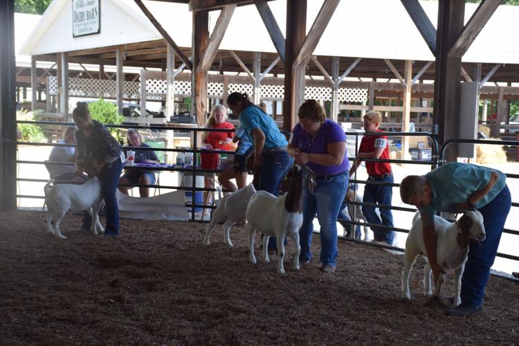 Talbot County Fair Goat Show 2016 | Photos | stardem.com