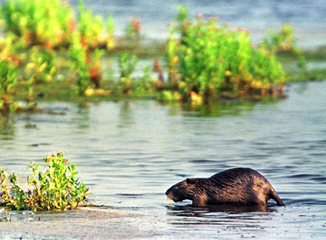 Sen. Cardin reauthorizes legislation to destroy nutria in coastal ...
