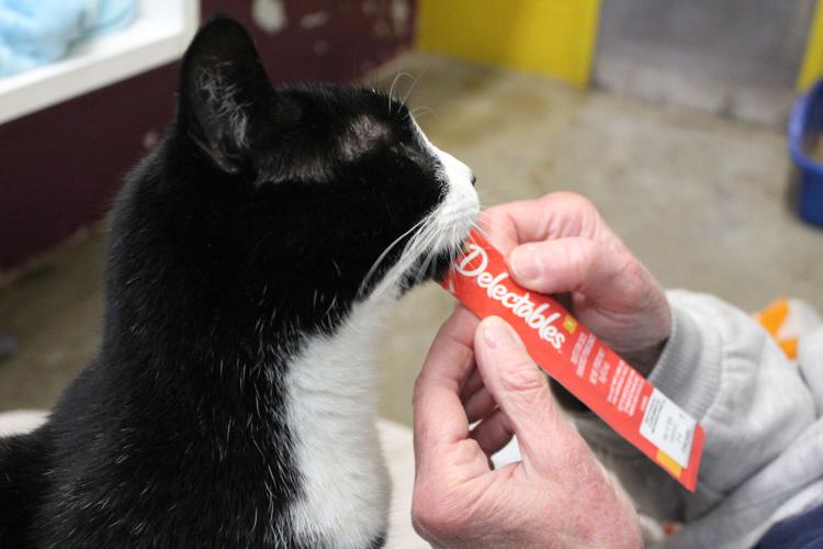 Talbot Humane shares promising data, plans for a new shelter | Local | stardem.com