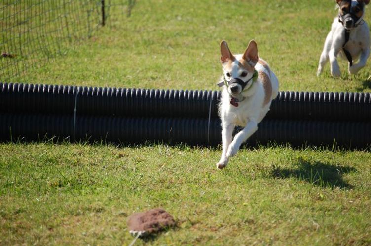 Jack Russell Races growing in popularity in St. Michaels | Local ...
