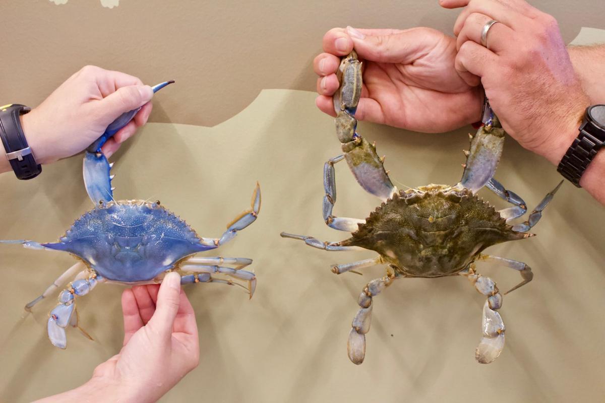 Rare all-blue crab donated to Sultana | Local | stardem.com