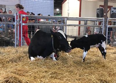 MDA offers activities during Maryland State Fair | | stardem.com