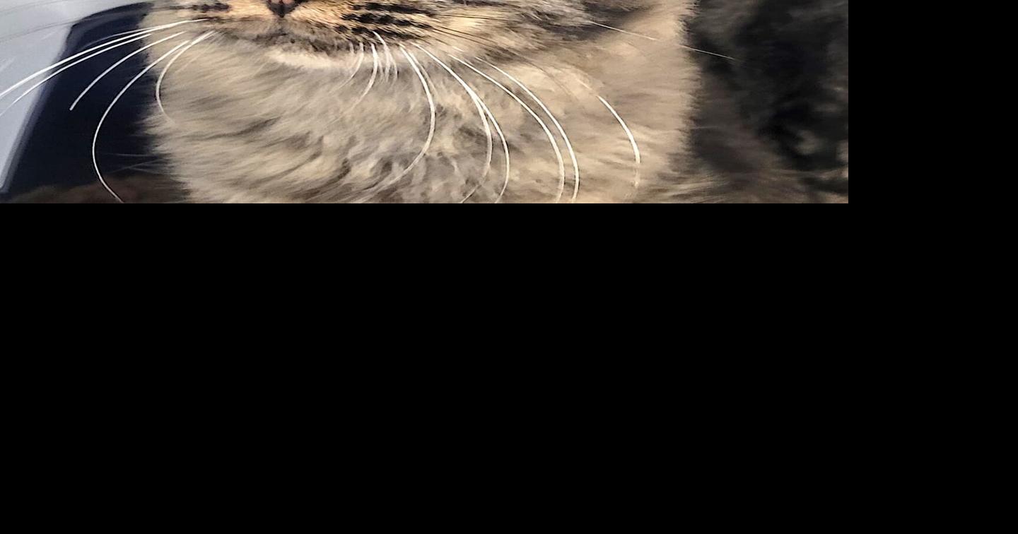 Talbot teams up with Caroline Humane, Best Friends Animal Society ...