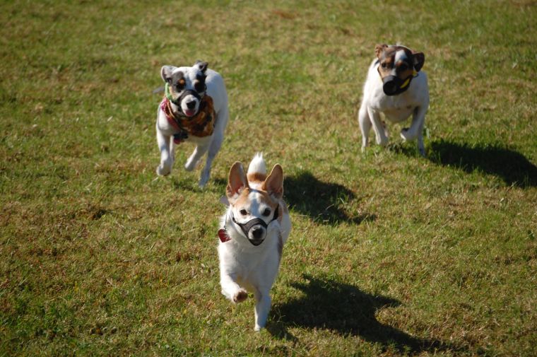 Jack Russell Races growing in popularity in St. Michaels | Local ...