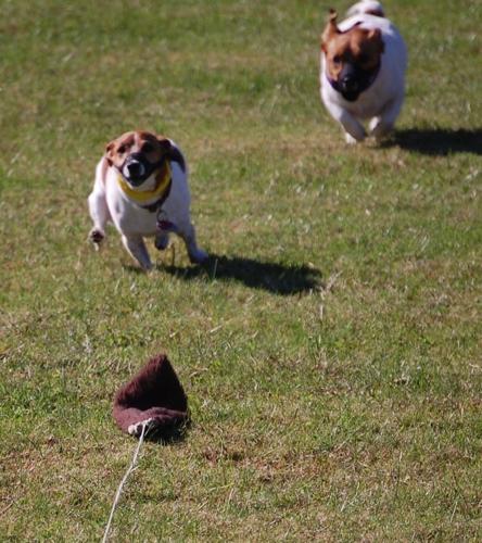Annual Jack Russell Races to be held Oct. 19 | Life | stardem.com