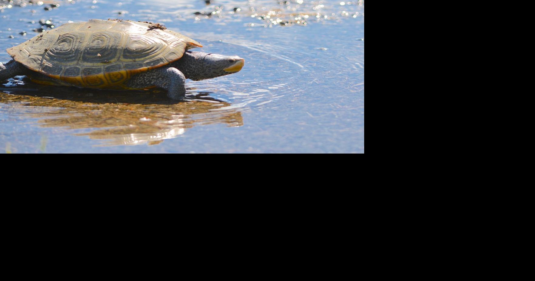 Not just a state symbol, turtles are keystone species | | stardem.com