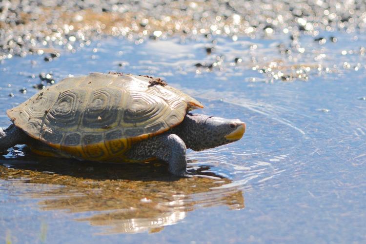 Not just a state symbol, turtles are keystone species | | stardem.com