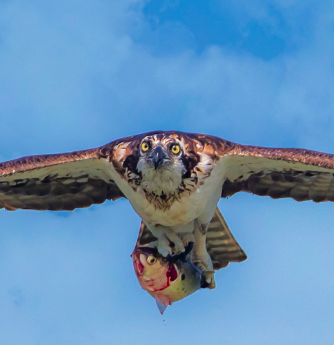 Explore Maryland: Osprey festival on tap this weekend | Entertainment ...