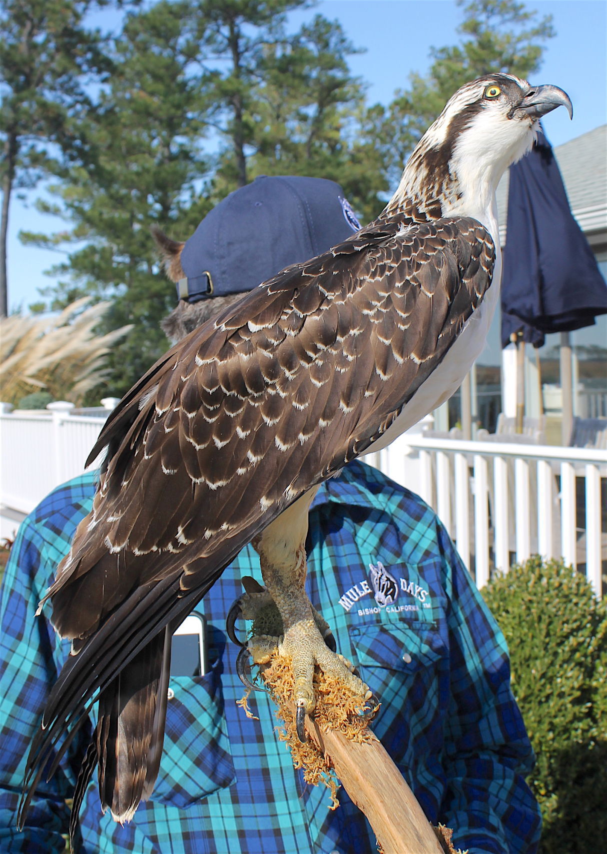 Osprey stuffed, donated to raise public awareness | Local | stardem.com