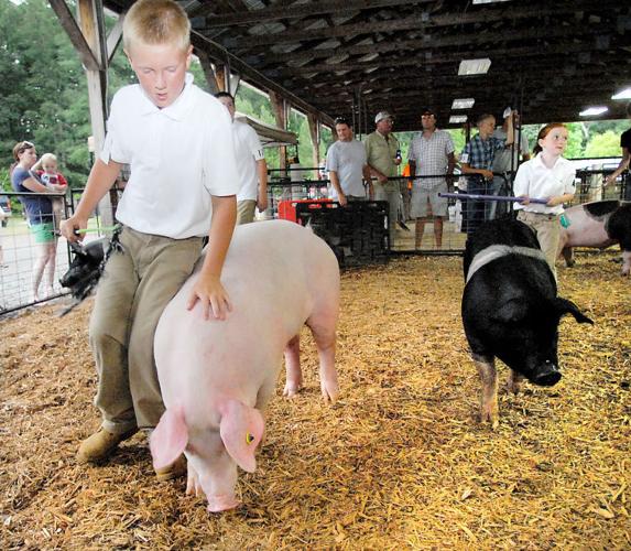 Pigs parade for the judges | Photos | stardem.com