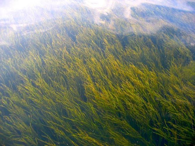 Bay grasses | Chesapeake Bay | stardem.com