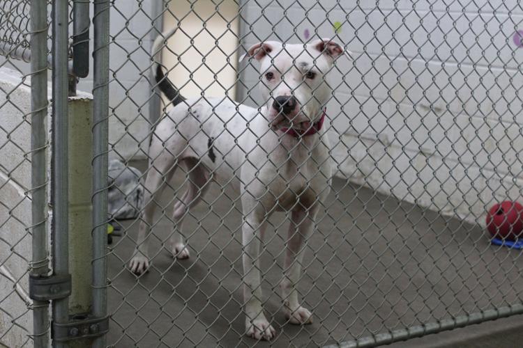 Talbot Humane shares promising data, plans for a new shelter | Local ...