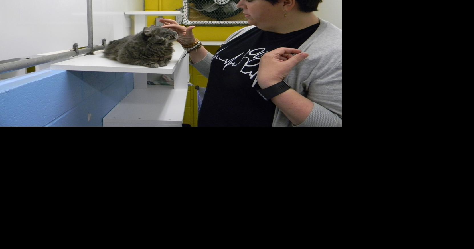 Talbot animal welfare bill up for vote | Local | stardem.com