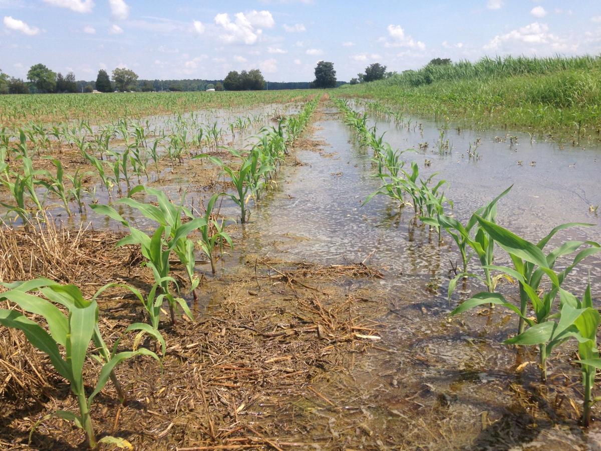 Saltwater flooding threatens farms, drinking water | Local | stardem.com