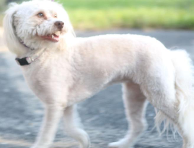 Oxford residents come together, enjoy heartwarming dog parade | Life ...