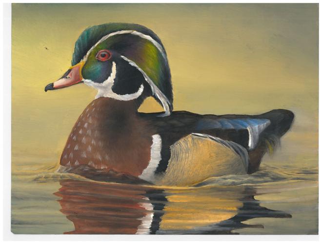 Va. youth wins National Junior Duck Stamp Art Contest | Outdoors ...
