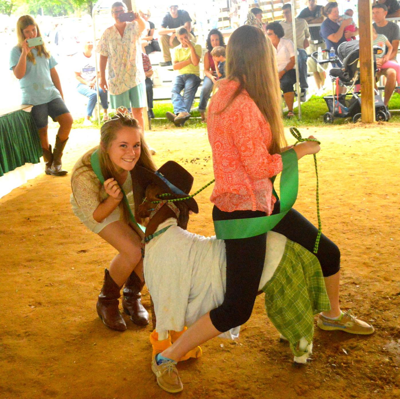 Beaven wins 4-H Premier Showman crown at county fair | Life | stardem.com