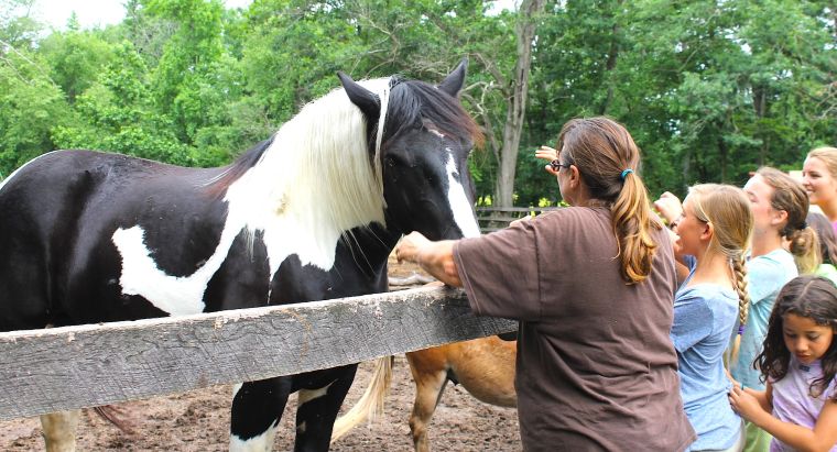 Work Horse Farm Rescue and Exotics | Photos | stardem.com