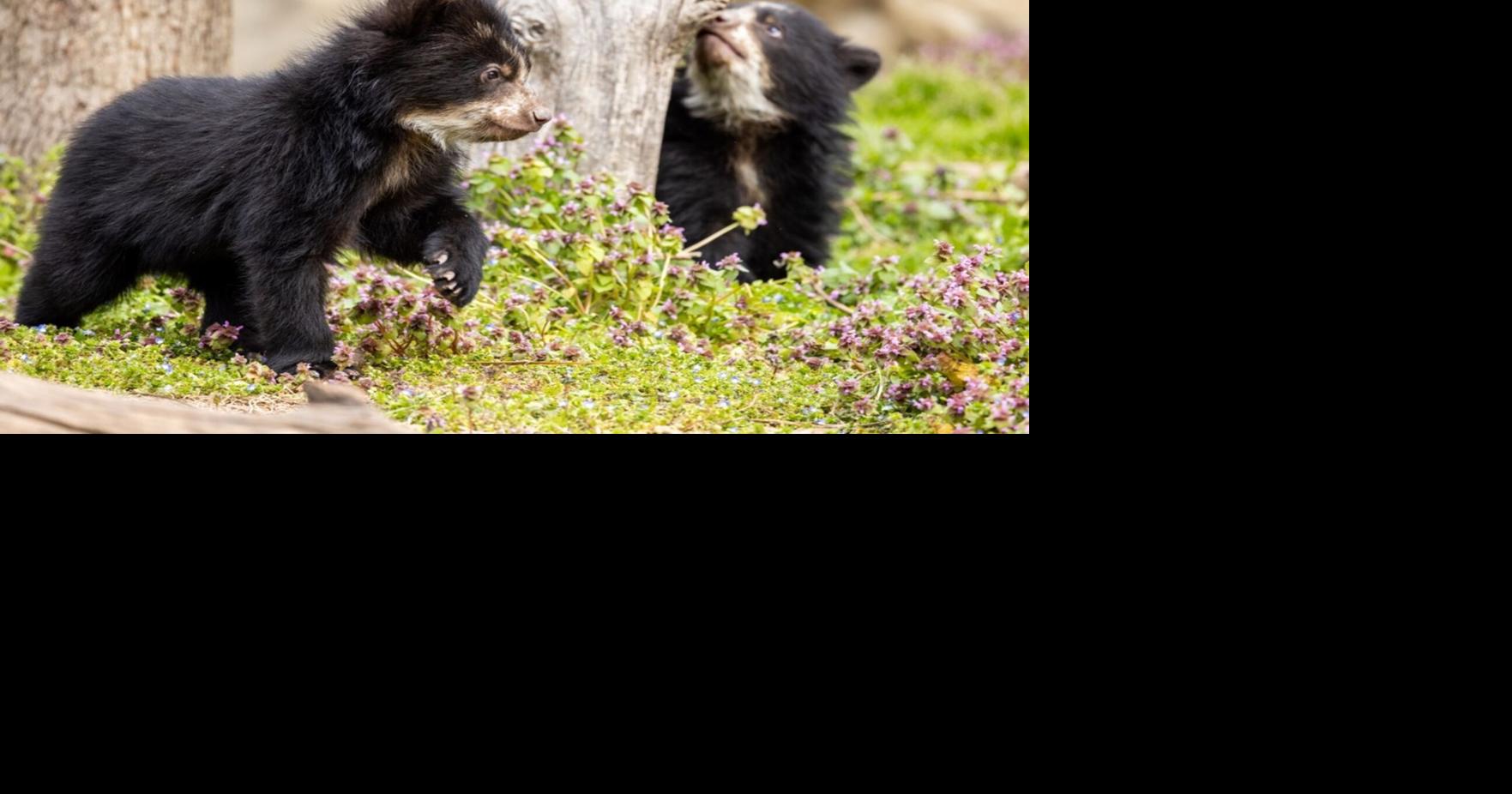 Andean bear cub brothers on view at Smithsonian’s National Zoo ...